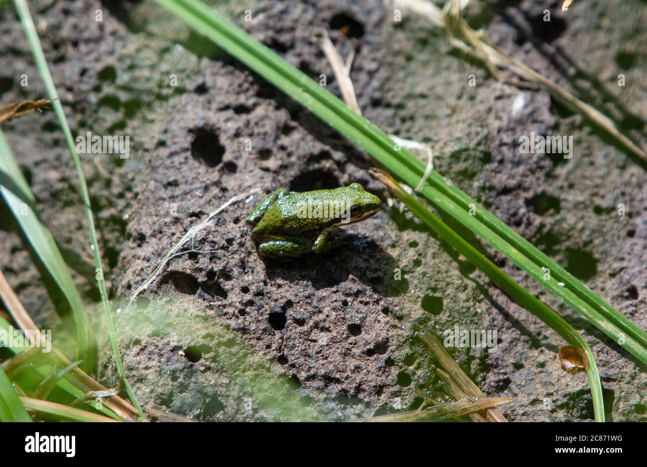 Boreal Chorus Frog (Pseudacris maculata) from Mesa County, Colorado ...