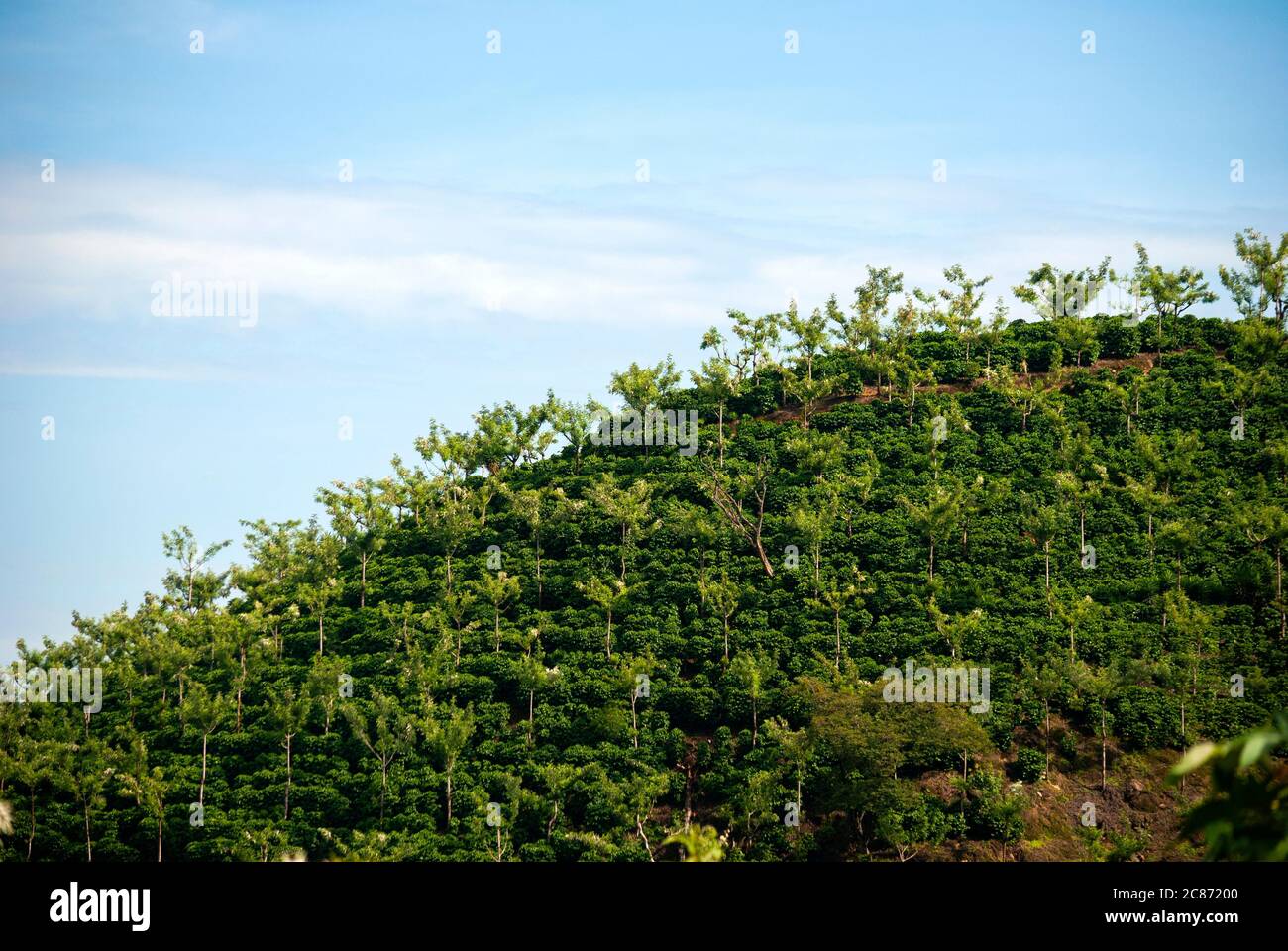 Mountain reforestation in rural area of Guatemala, Bosoca area outdoor ...