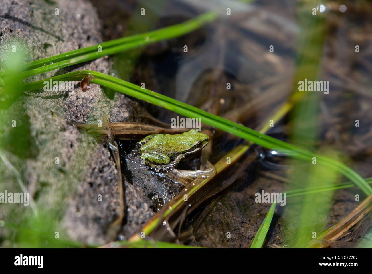 Boreal Chorus Frog (Pseudacris maculata) from Mesa County, Colorado ...