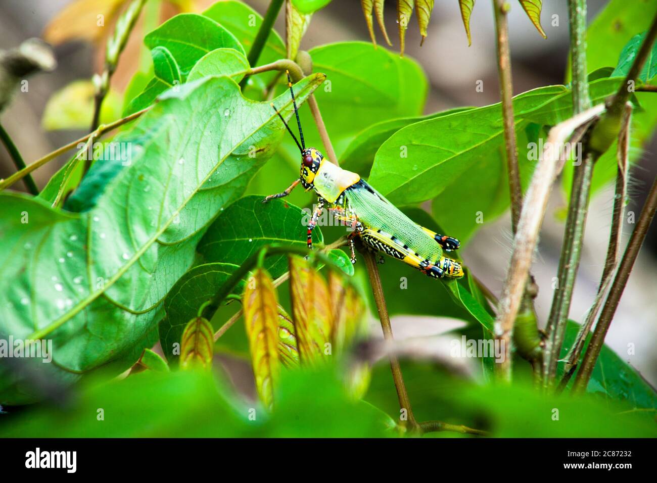 Rainbow locust hi-res stock photography and images - Alamy