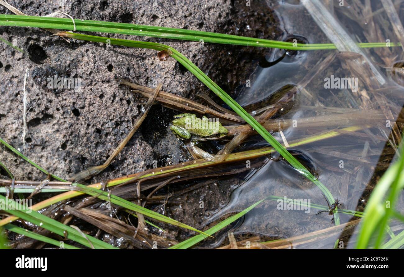 Boreal Chorus Frog (Pseudacris maculata) from Mesa County, Colorado ...