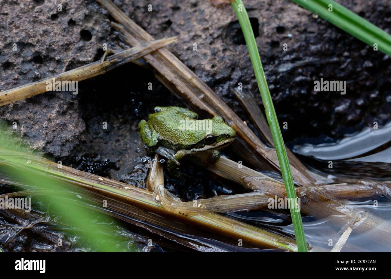 Boreal Chorus Frog (Pseudacris maculata) from Mesa County, Colorado ...