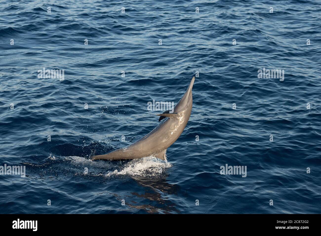 eastern spinner dolphin, Stenella longirostris orientalis, or Central ...