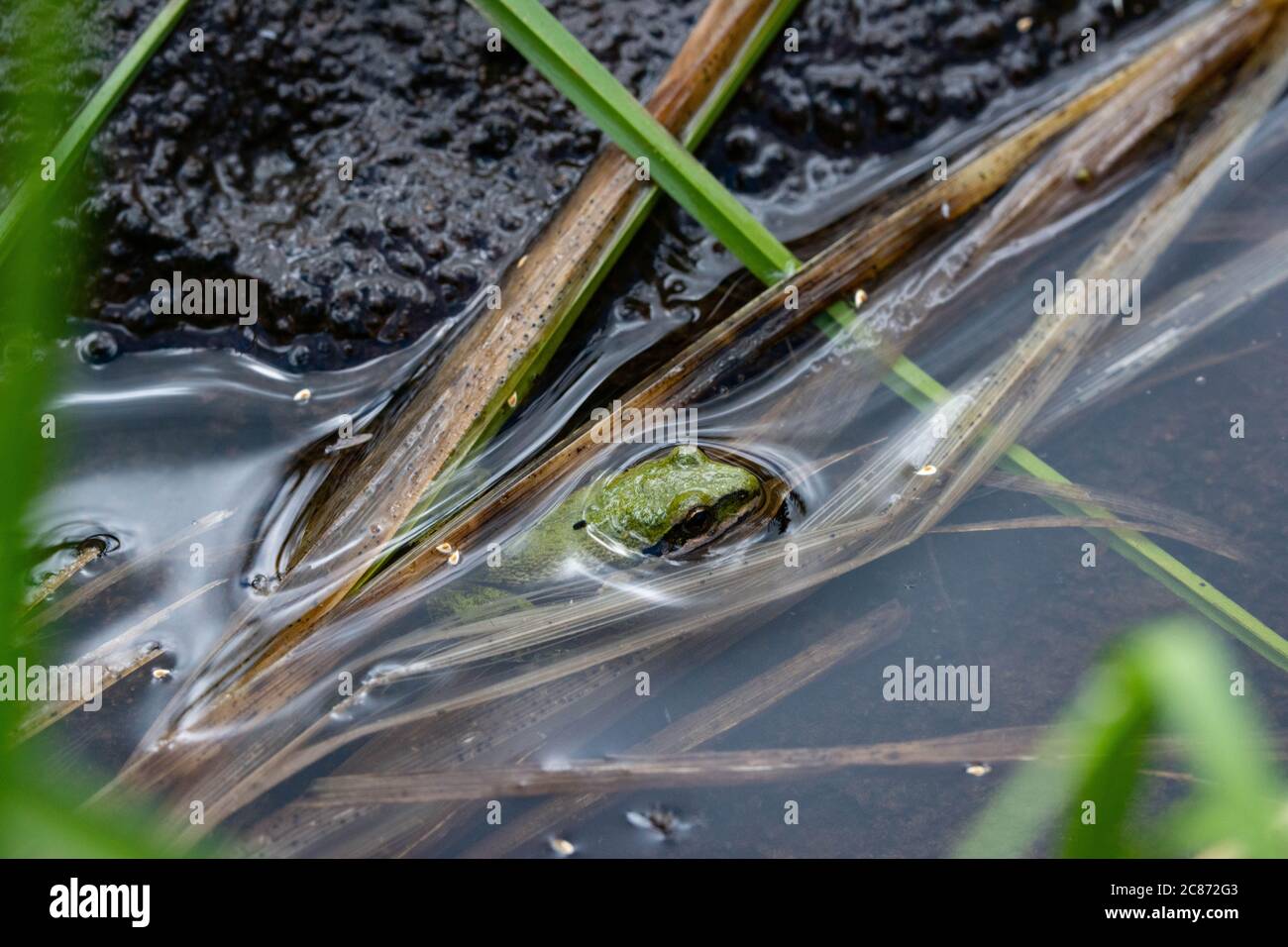 Boreal Chorus Frog (Pseudacris maculata) from Mesa County, Colorado ...