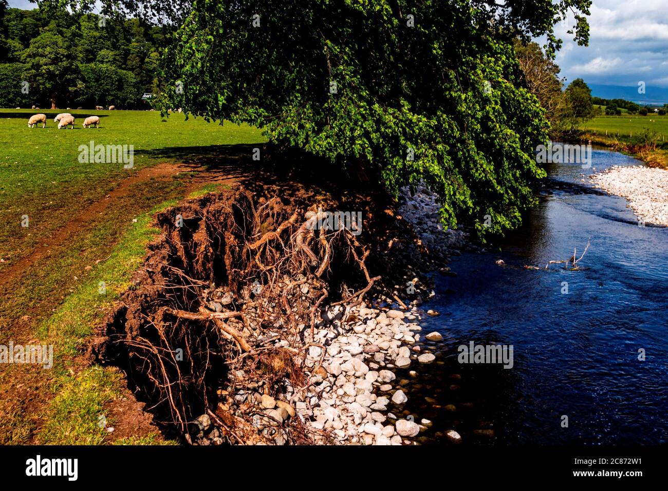 Flood damaged tree on the river Eamont Penrith Stock Photo - Alamy