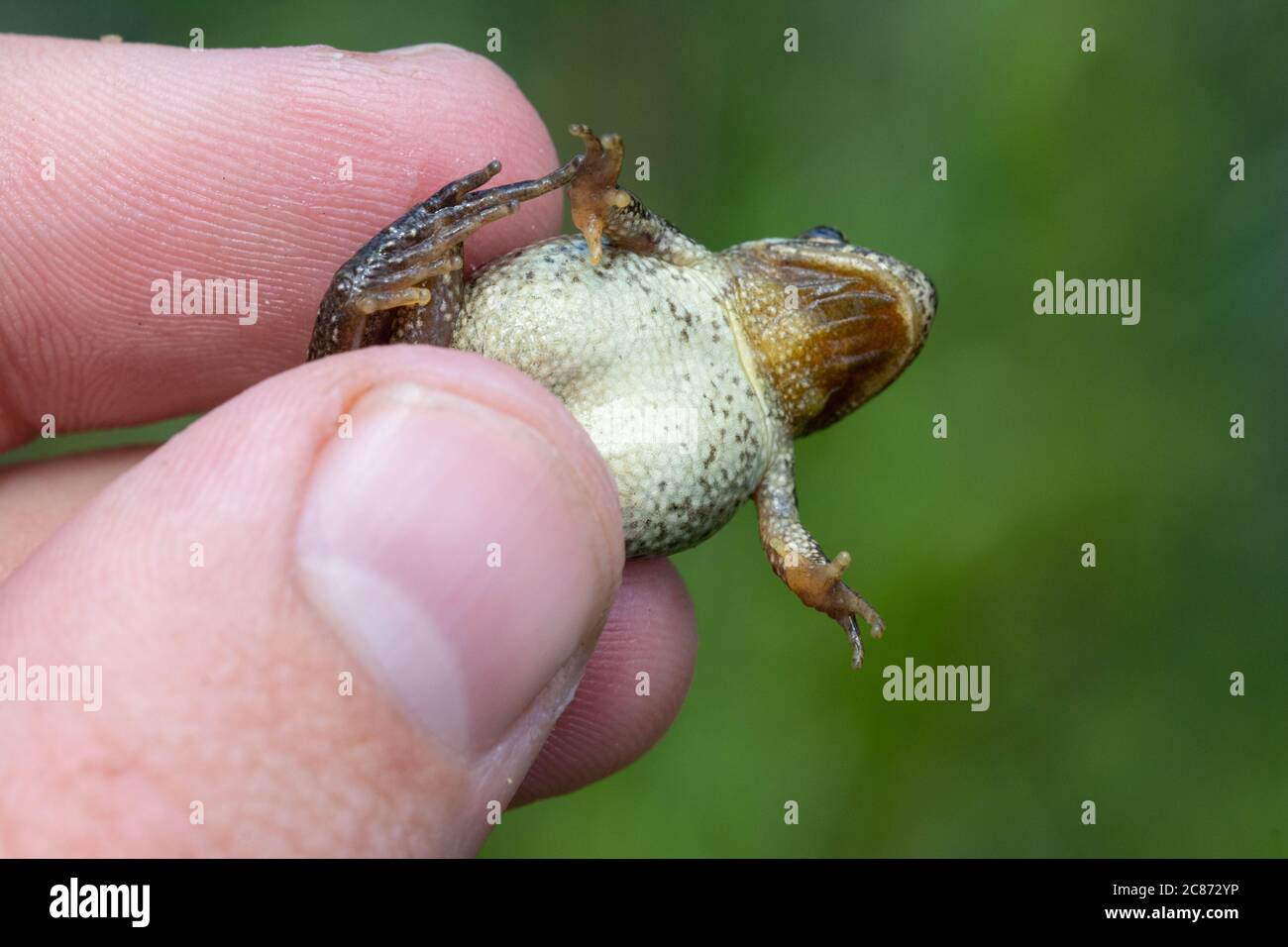 Boreal Chorus Frog (Pseudacris maculata) from Mesa County, Colorado ...
