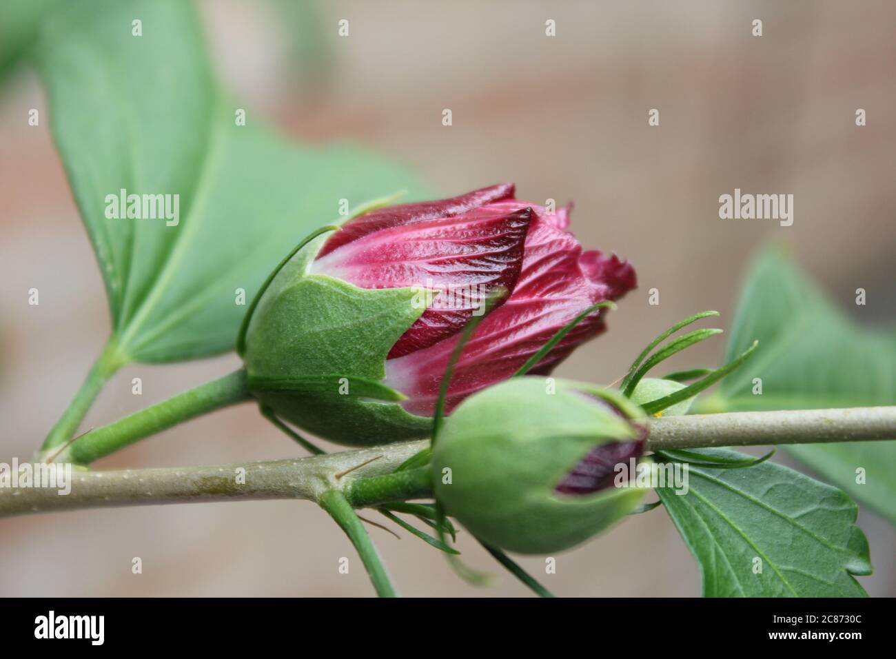 Bud blast hi-res stock photography and images - Alamy
