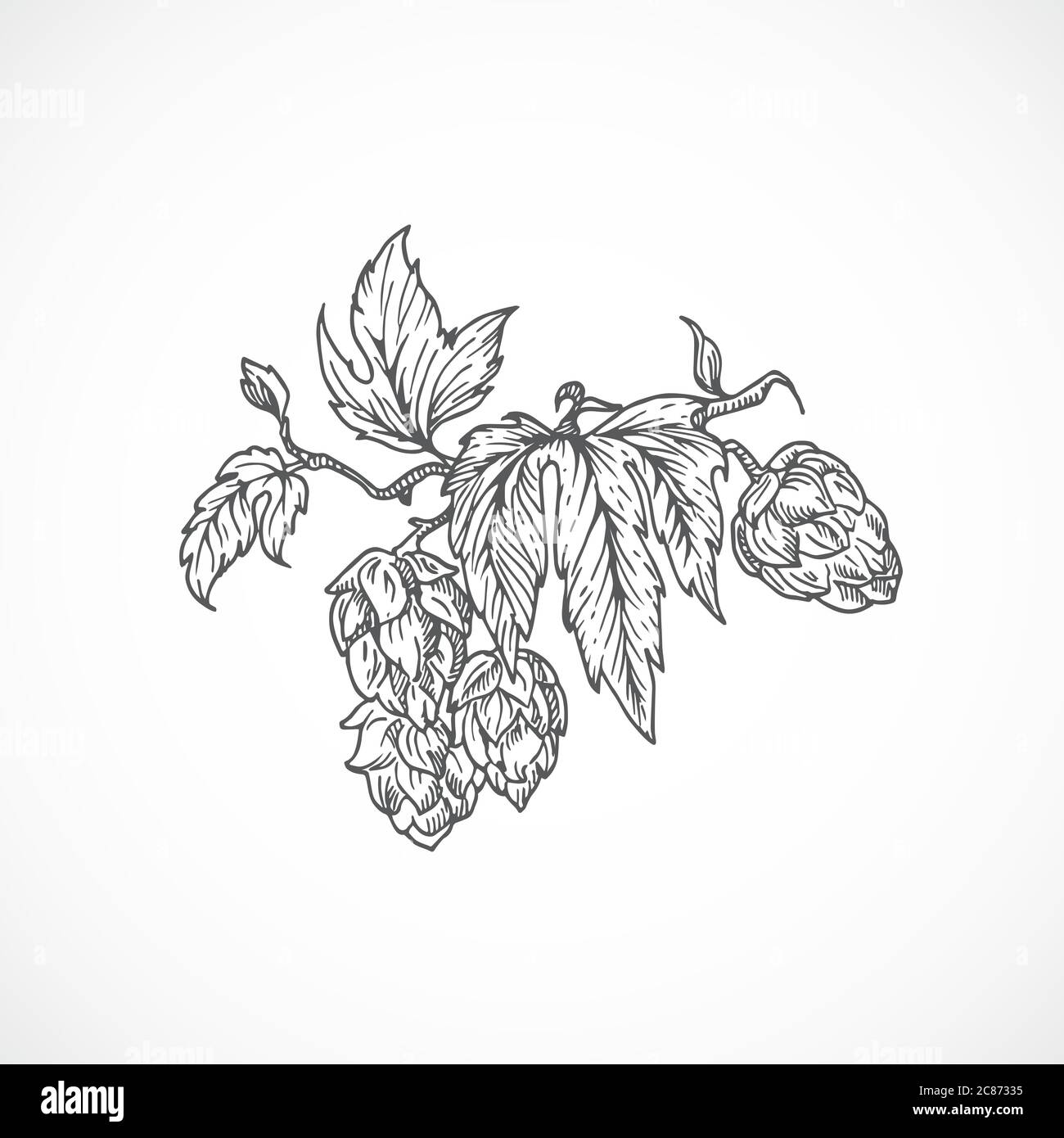 Beer Hops Branch. Abstract Sketch. Hand Drawn Vector Illustration Stock ...
