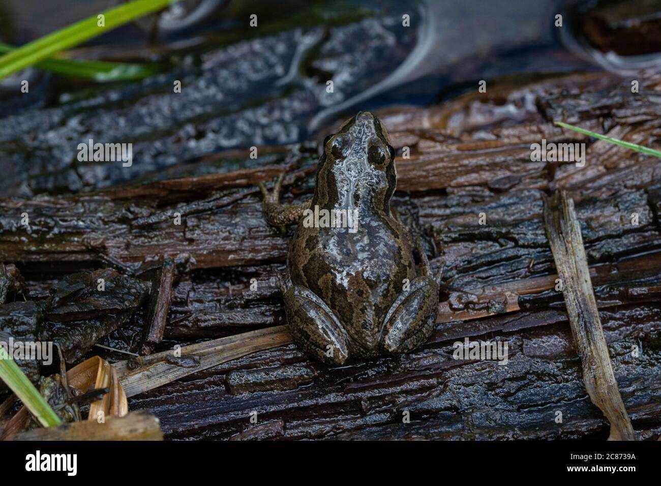 Boreal Chorus Frog (Pseudacris maculata) from Mesa County, Colorado ...