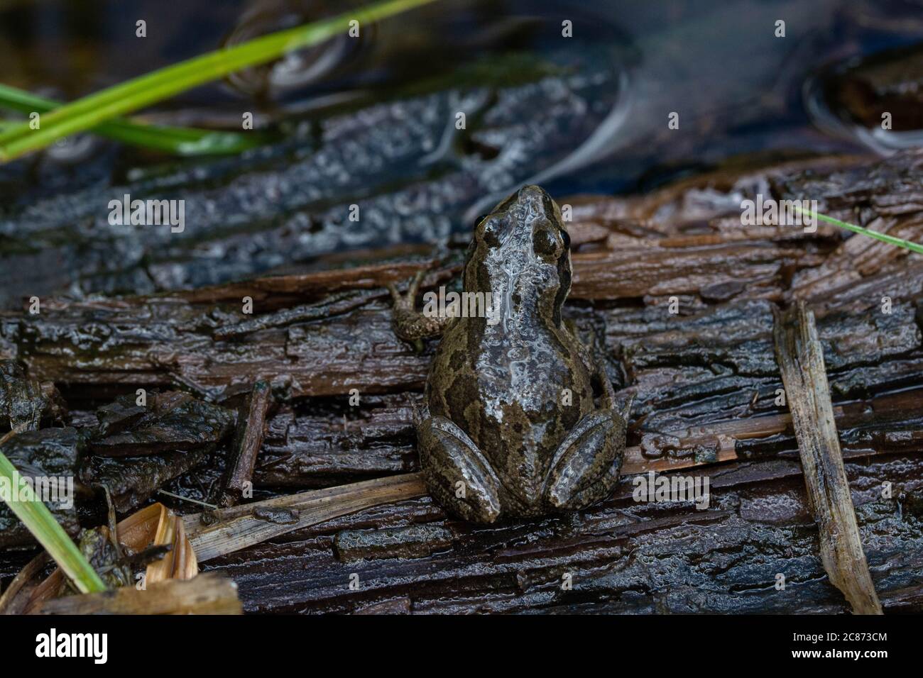 Boreal Chorus Frog (Pseudacris maculata) from Mesa County, Colorado ...