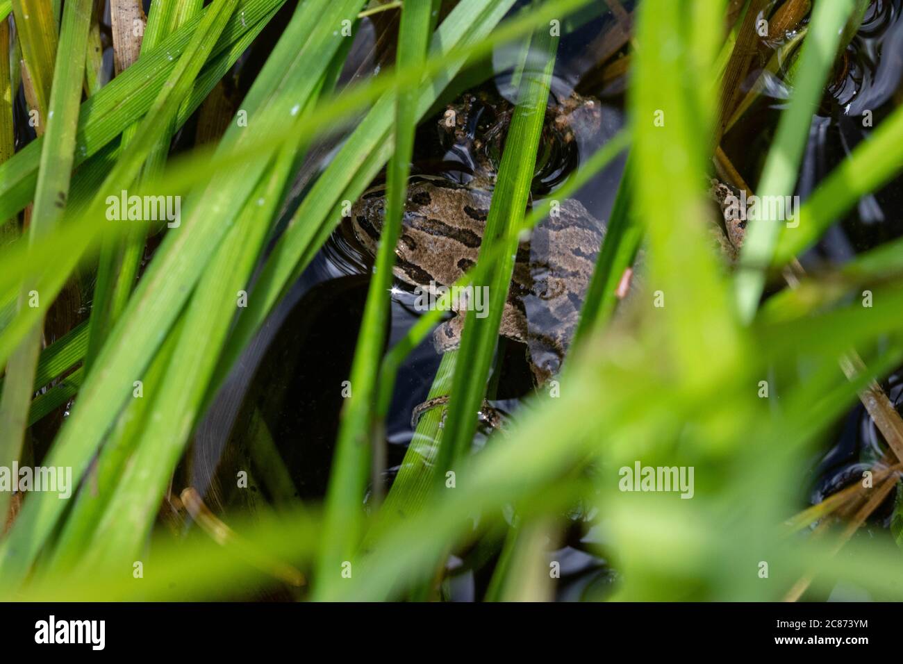 Boreal Chorus Frog (Pseudacris maculata) from Mesa County, Colorado ...