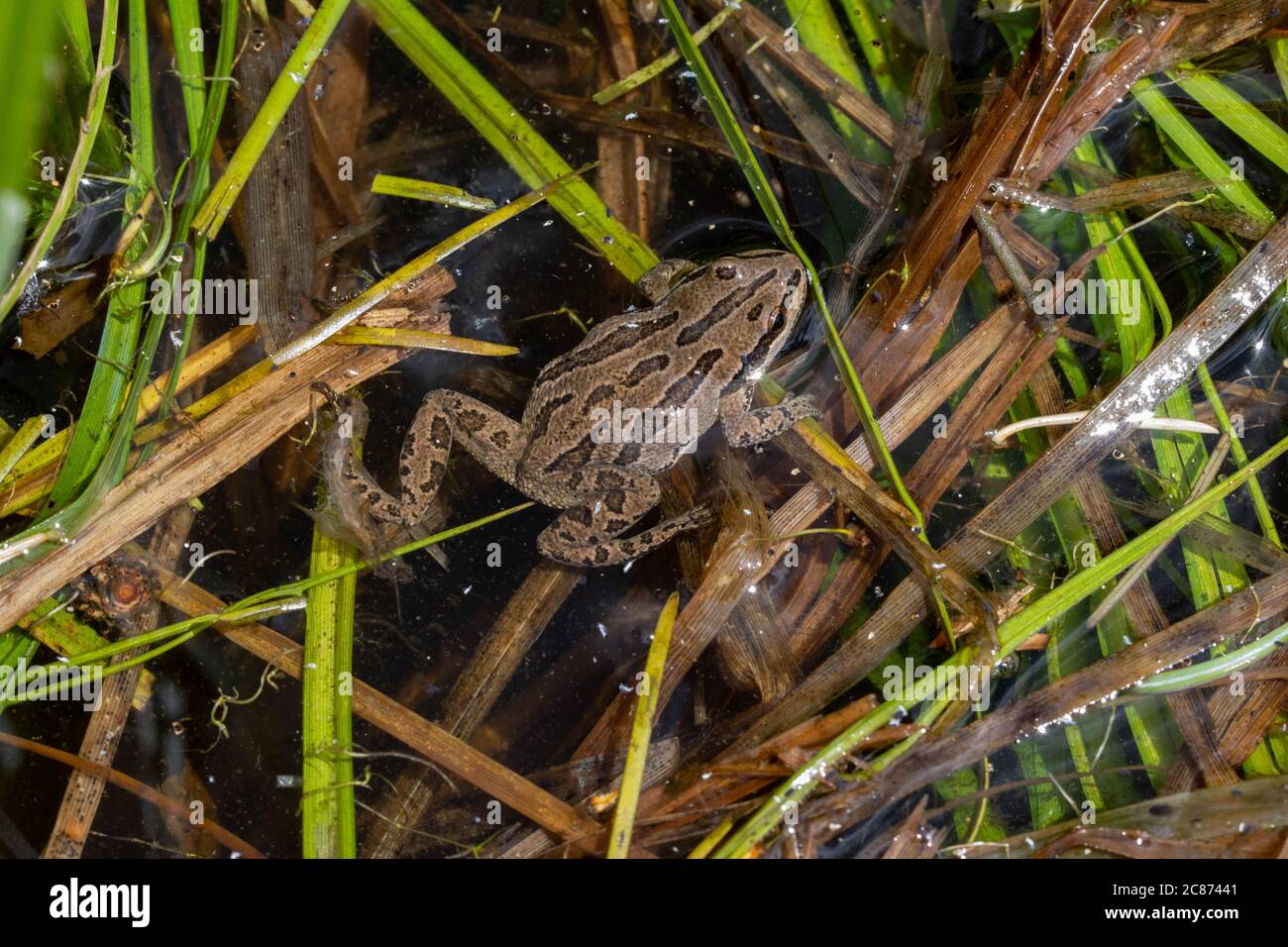 Boreal Chorus Frog (Pseudacris maculata) from Mesa County, Colorado ...