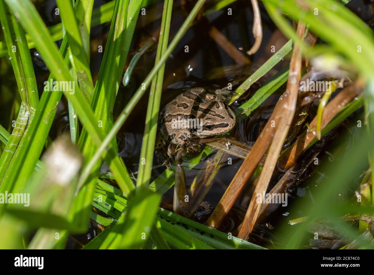Boreal Chorus Frog (Pseudacris maculata) from Mesa County, Colorado ...