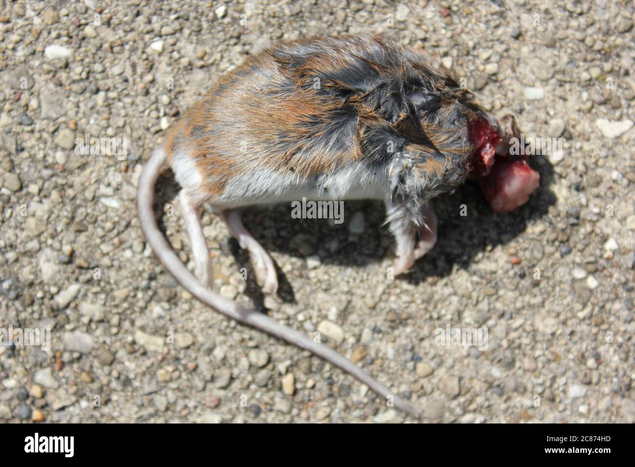 A very dead mouse, Mus musculus, covered in common buzzing house flies ...