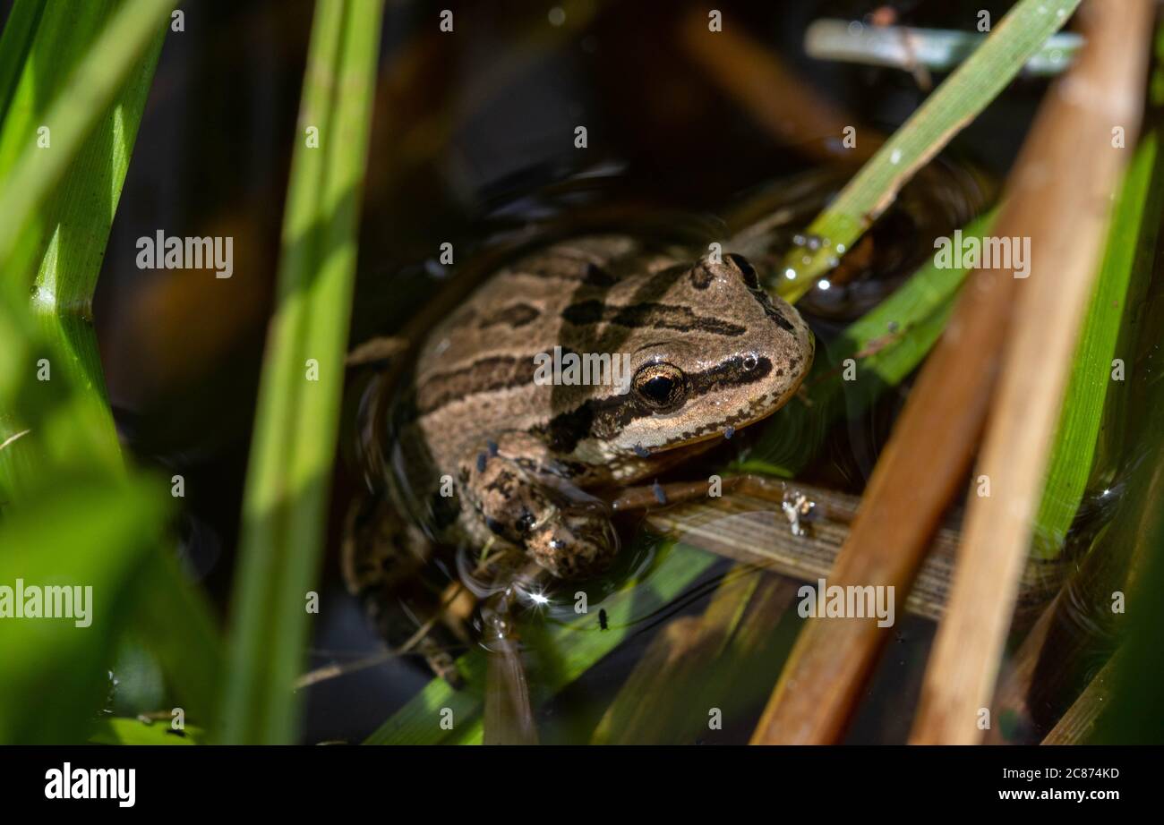 Boreal Chorus Frog (Pseudacris maculata) from Mesa County, Colorado ...