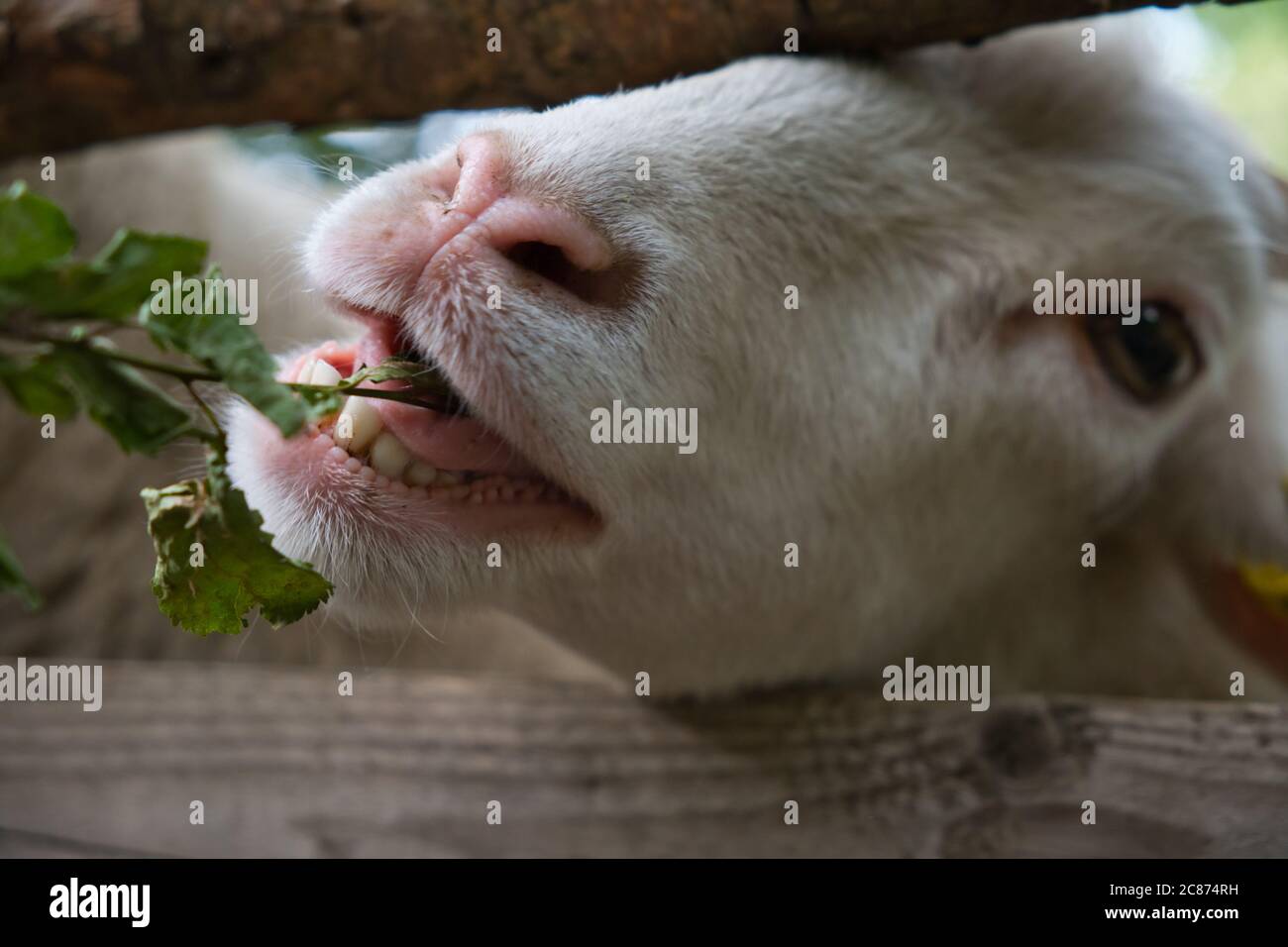 Close up of a white goat looking trough a wooden fence being fed with ...