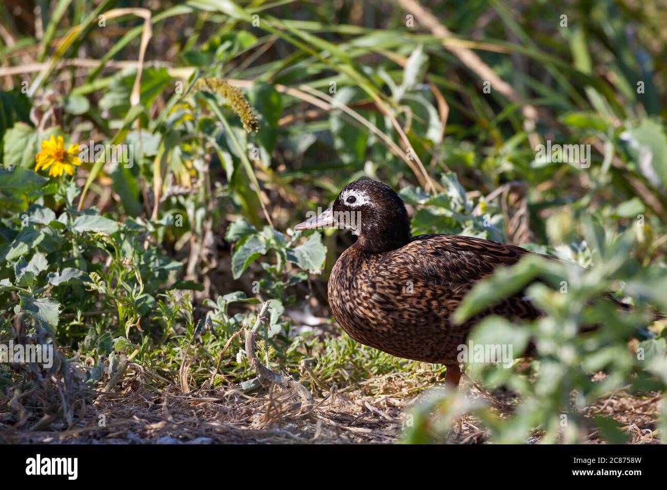 Rare duck species hi-res stock photography and images - Alamy