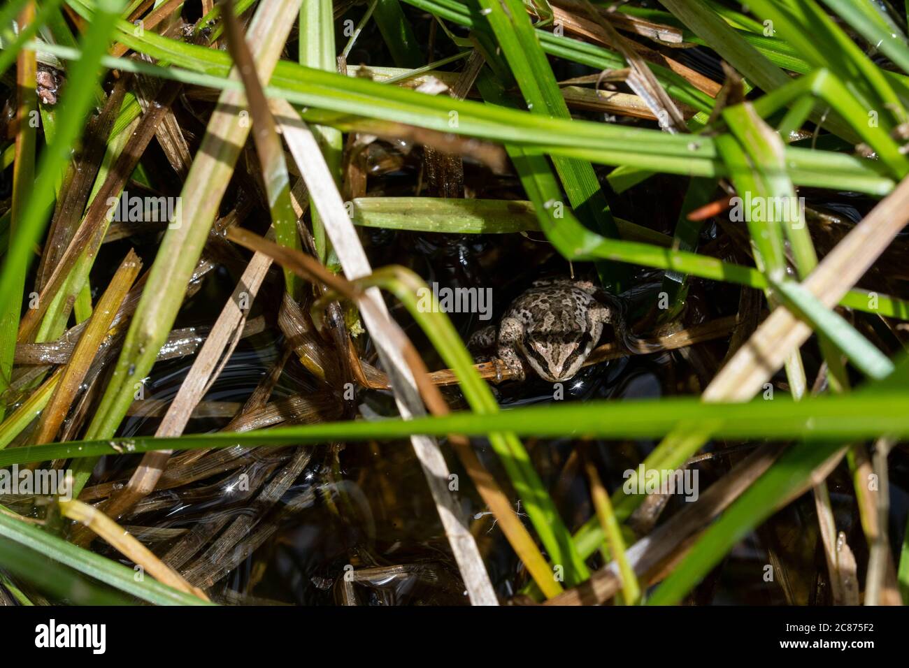 Adult Boreal Chorus Frog (Pseudacris maculata) from Mesa County ...