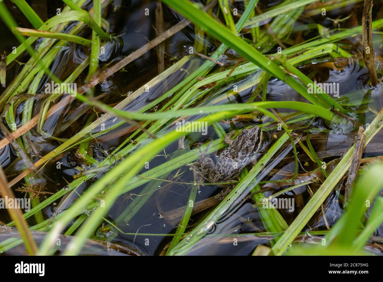 Adult Boreal Chorus Frog (Pseudacris maculata) from Mesa County ...