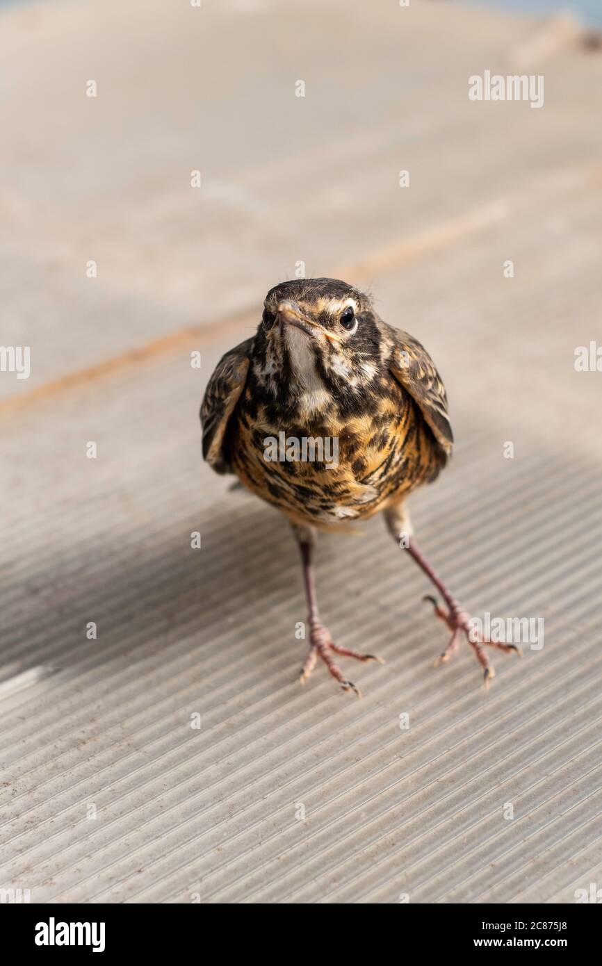 American Robin, Turdus migratorius, fledgling exhibiting behavior of ...