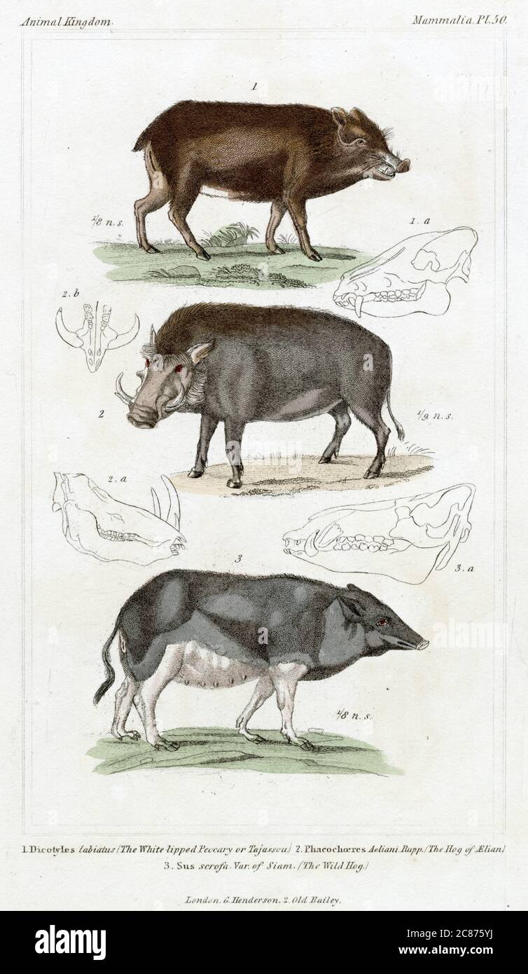 Types Of Wild Pigs