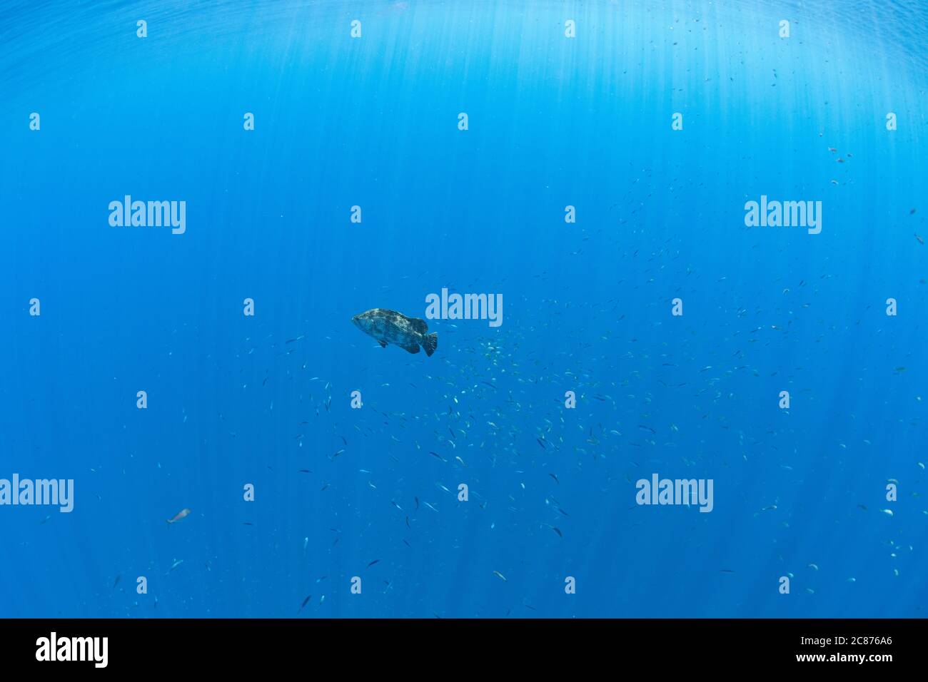 Tripletail fish hi-res stock photography and images - Alamy