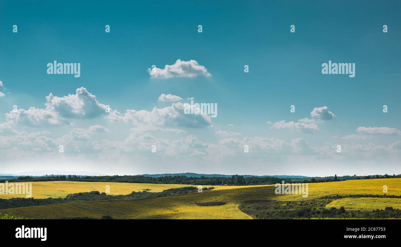 Beauty lines sunflower field hi-res stock photography and images - Alamy