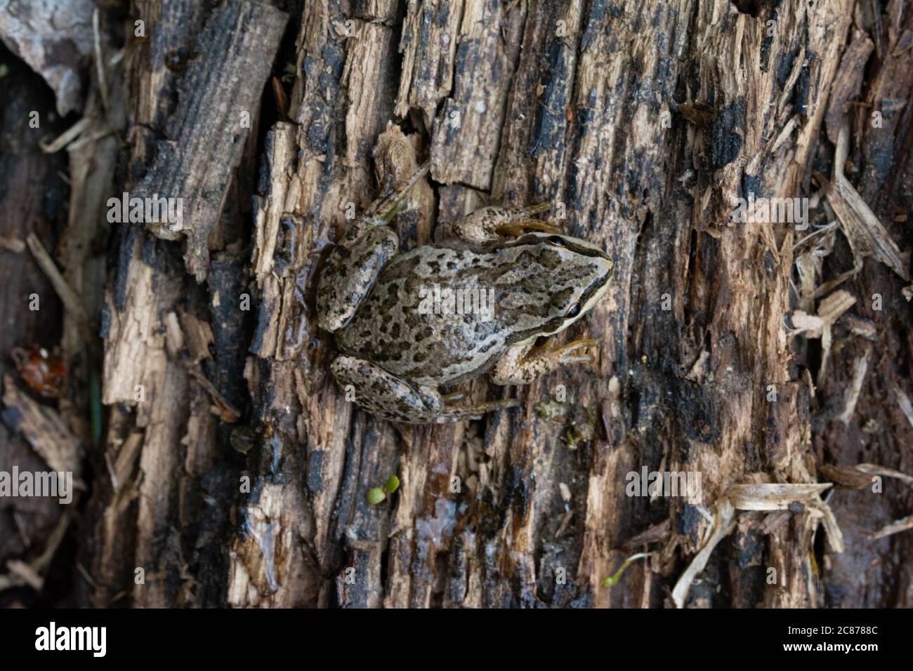 Adult Boreal Chorus Frog (Pseudacris maculata) from Mesa County ...
