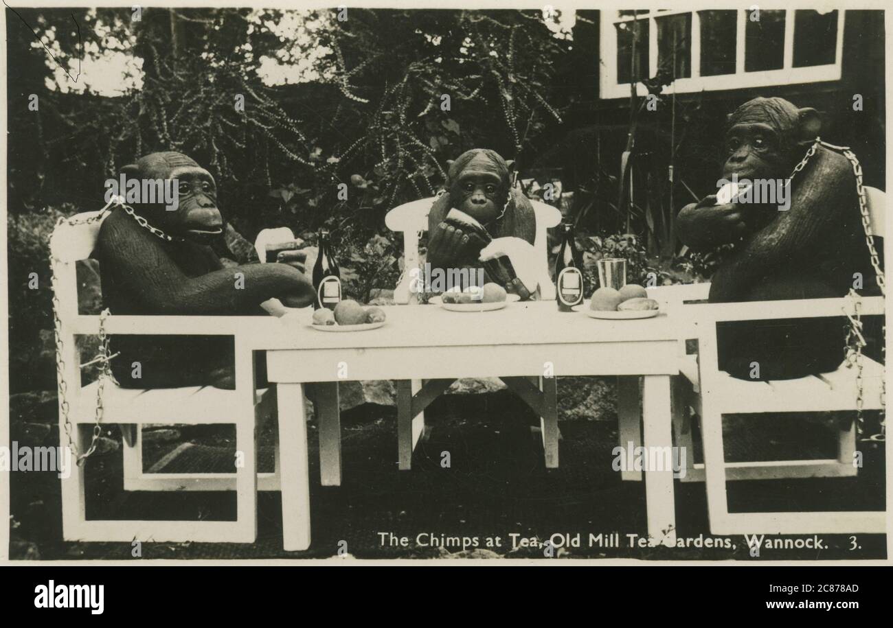 Chimps Having Tea, Old Mill Tea Gardens, Wannock, Polegate, Eastbourne ...