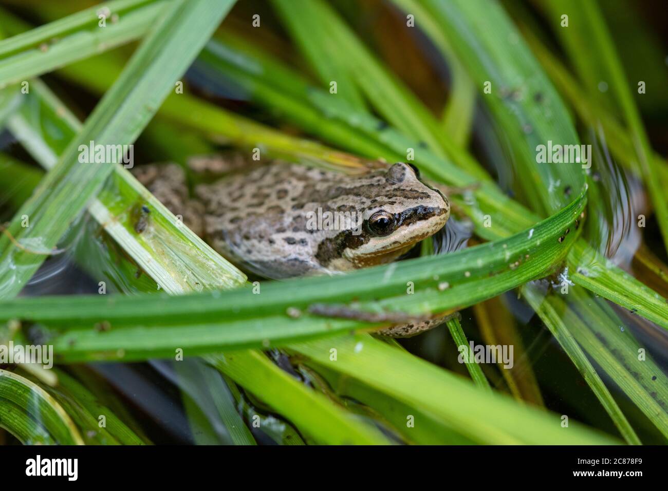 Adult Boreal Chorus Frog (Pseudacris maculata) from Mesa County ...