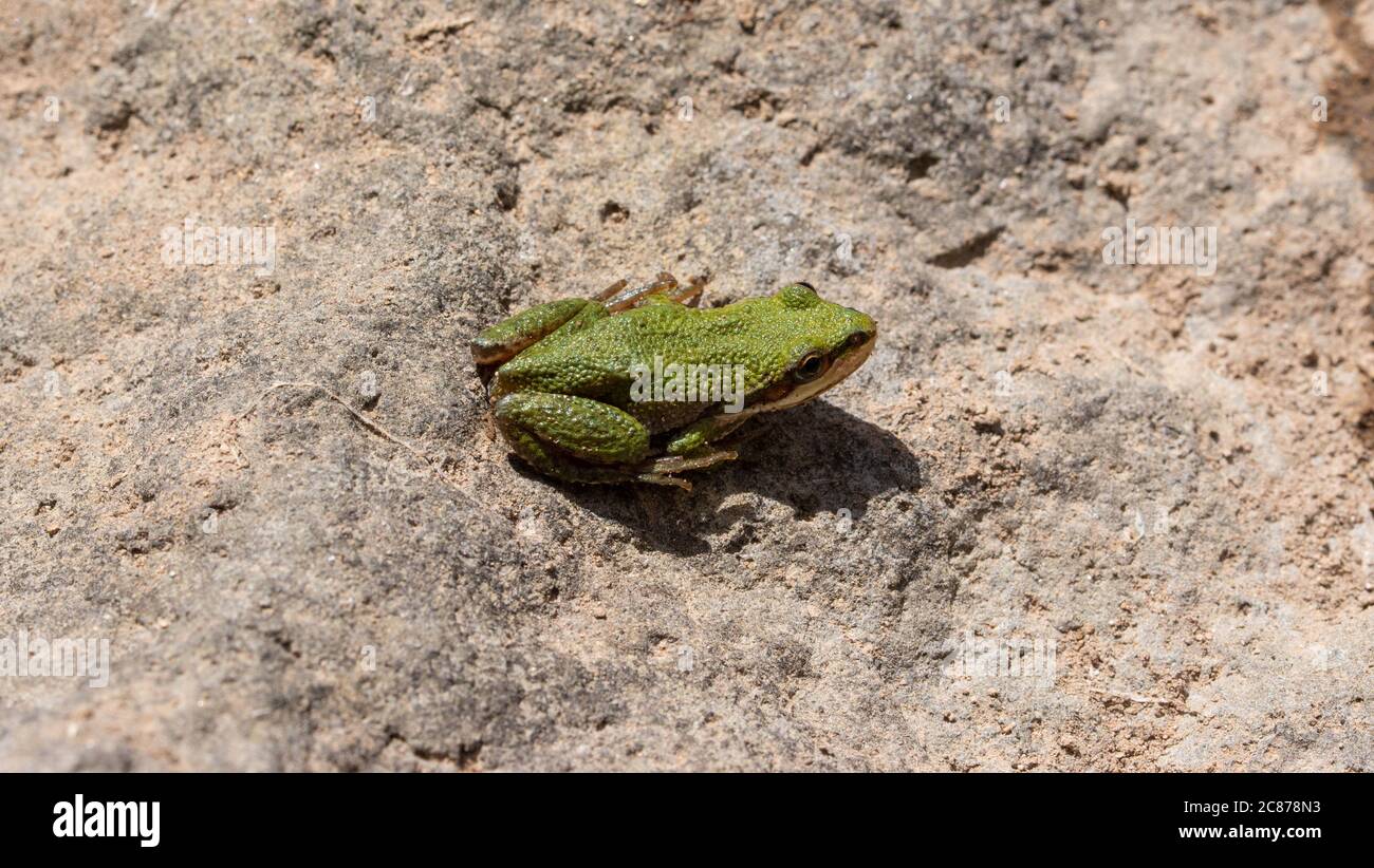 Adult Boreal Chorus Frog (Pseudacris maculata) from Mesa County ...
