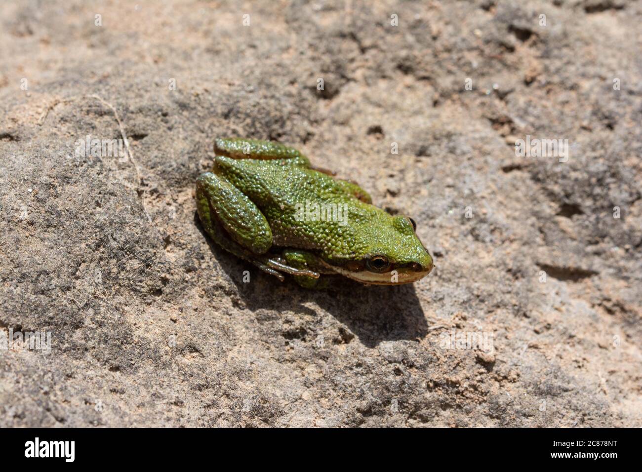 Adult Boreal Chorus Frog (Pseudacris maculata) from Mesa County ...