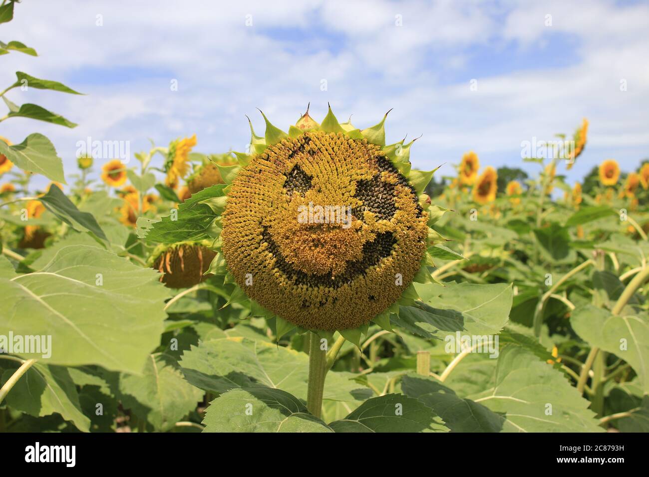 Smiley face of a sunflower, cheerful smile Stock Photo - Alamy