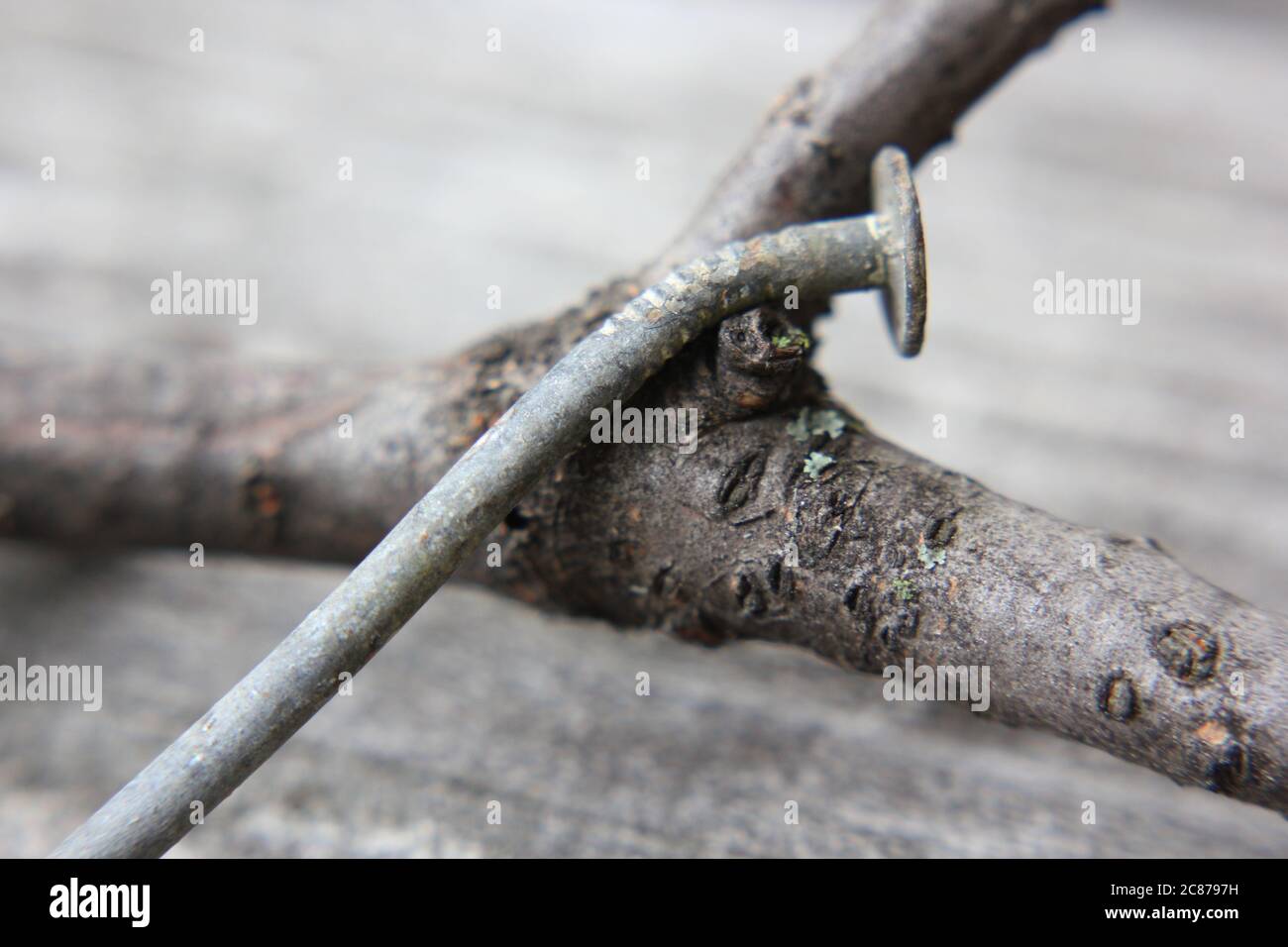 One single severely weathered rusted iron construction nail Stock Photo ...