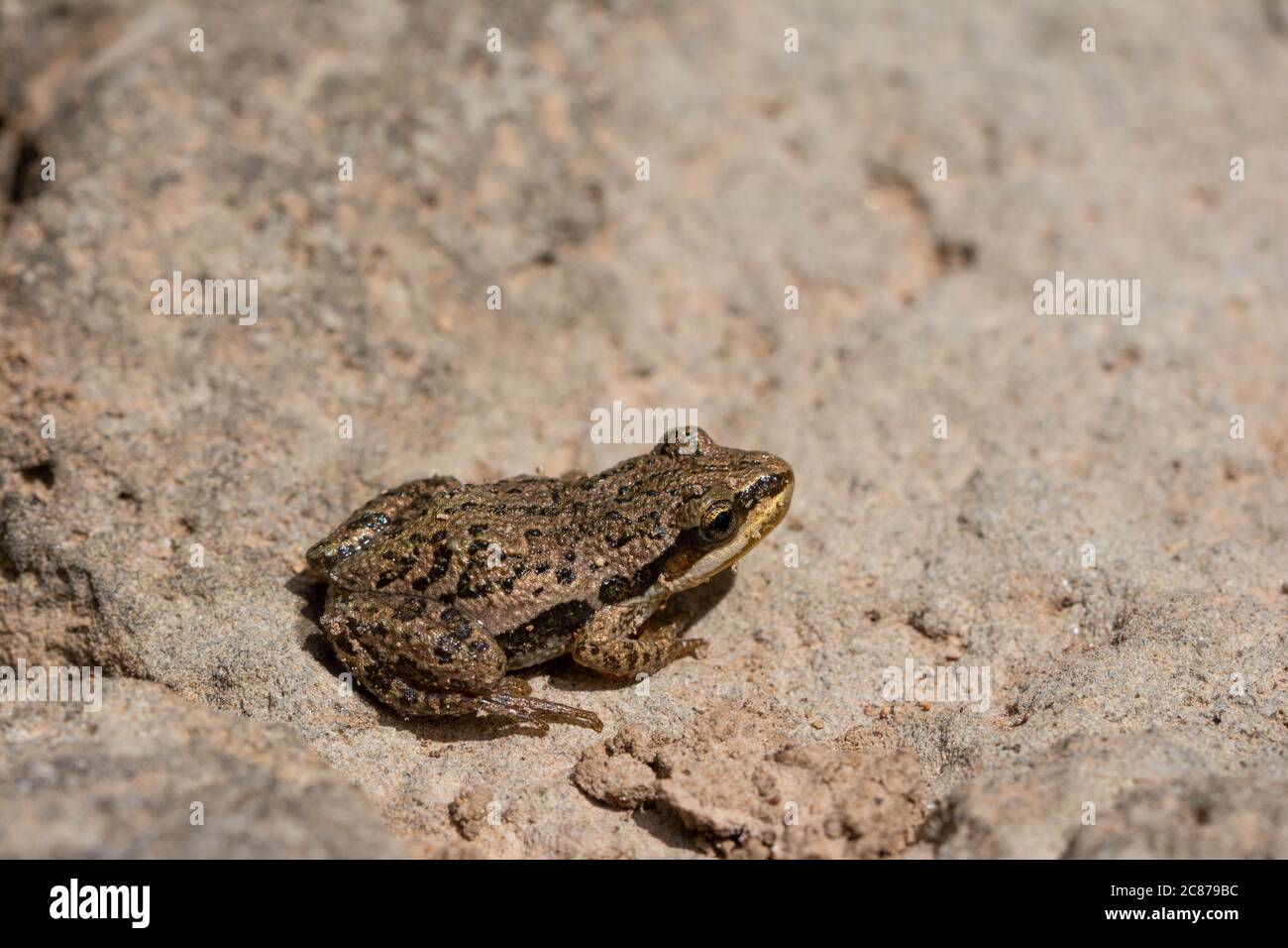 Adult Boreal Chorus Frog (Pseudacris maculata) from Mesa County ...
