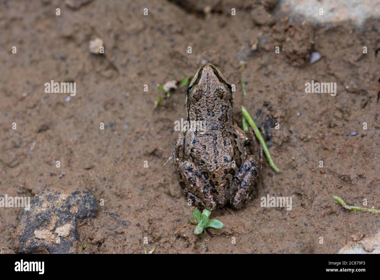 Adult Boreal Chorus Frog (Pseudacris maculata) from Mesa County ...