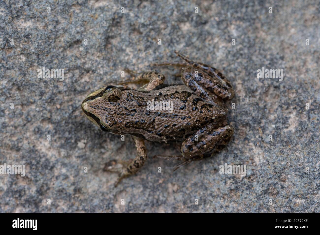 Adult Boreal Chorus Frog (Pseudacris maculata) from Mesa County ...