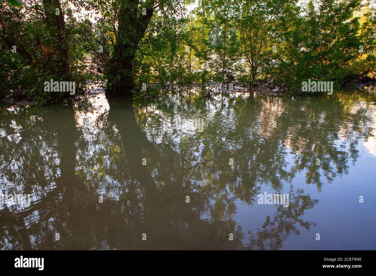 Coastal trees after a rainstorm . Nature inundation Stock Photo - Alamy