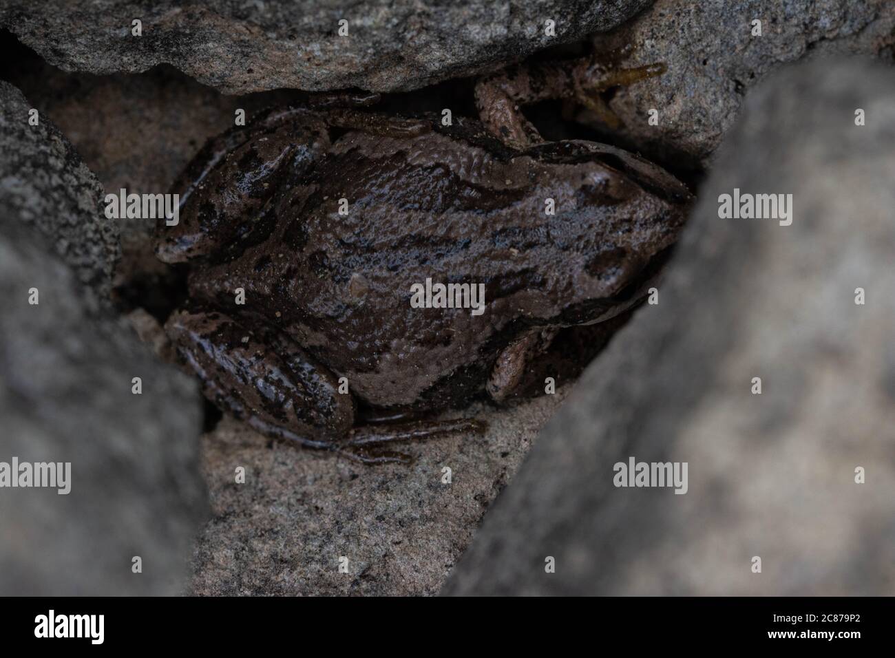 Adult Boreal Chorus Frog (Pseudacris maculata) from Mesa County ...