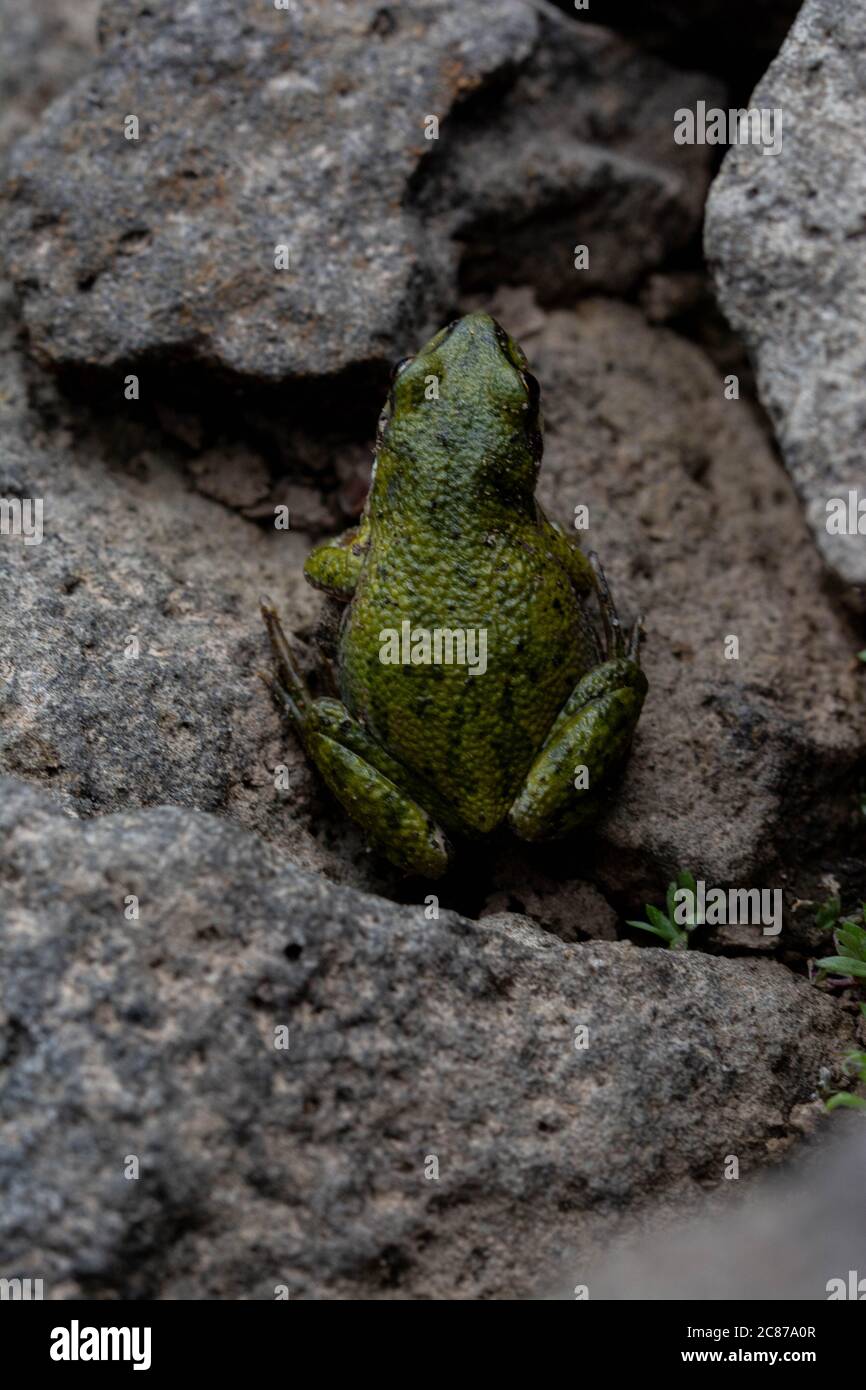 Adult Boreal Chorus Frog (Pseudacris maculata) from Mesa County ...