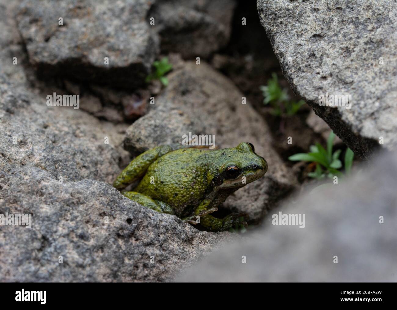 Adult Boreal Chorus Frog (Pseudacris maculata) from Mesa County ...