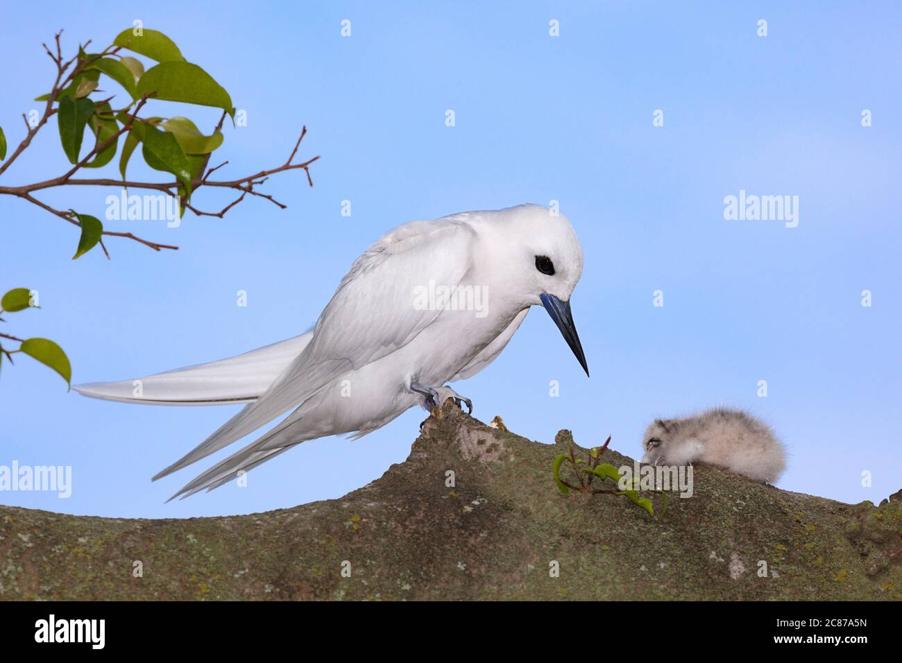 Tern islands hi-res stock photography and images - Alamy