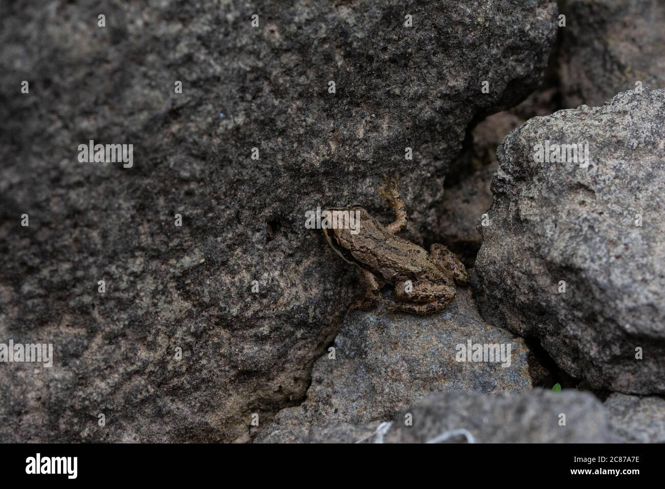 Adult Boreal Chorus Frog (Pseudacris maculata) from Mesa County ...