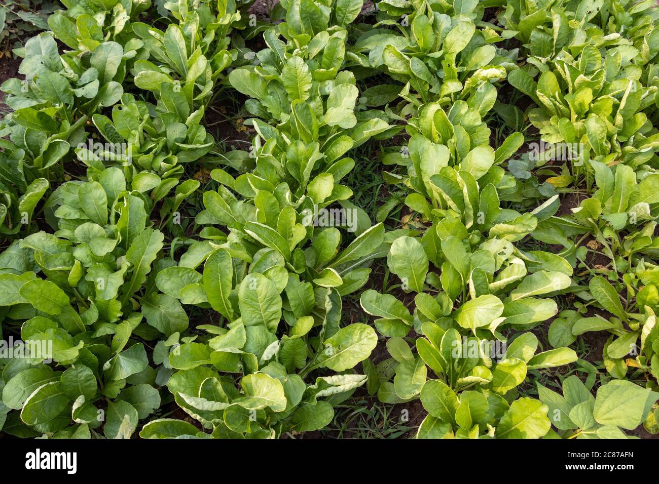 Radish farming in house garden, fresh radish leaf growing in field ...