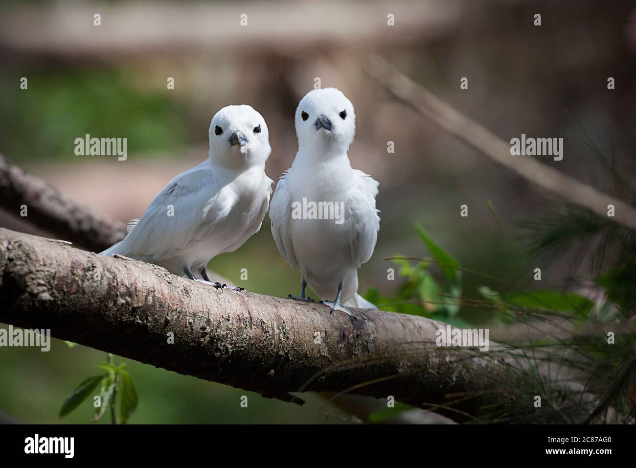 white tern or fairy terns, Gygis alba rothschildi, Sand Island, Midway ...