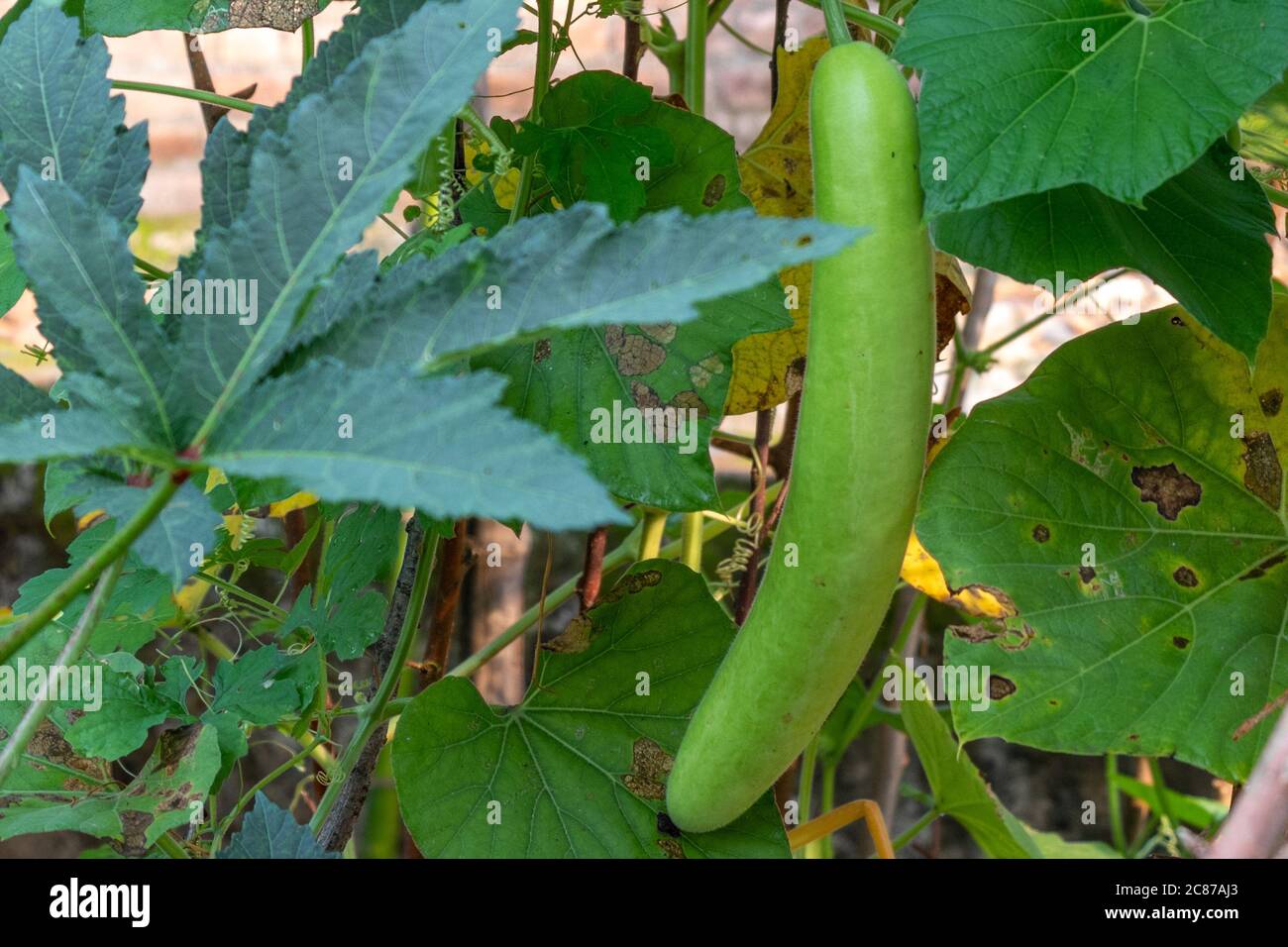Bottle gourd hi-res stock photography and images - Alamy