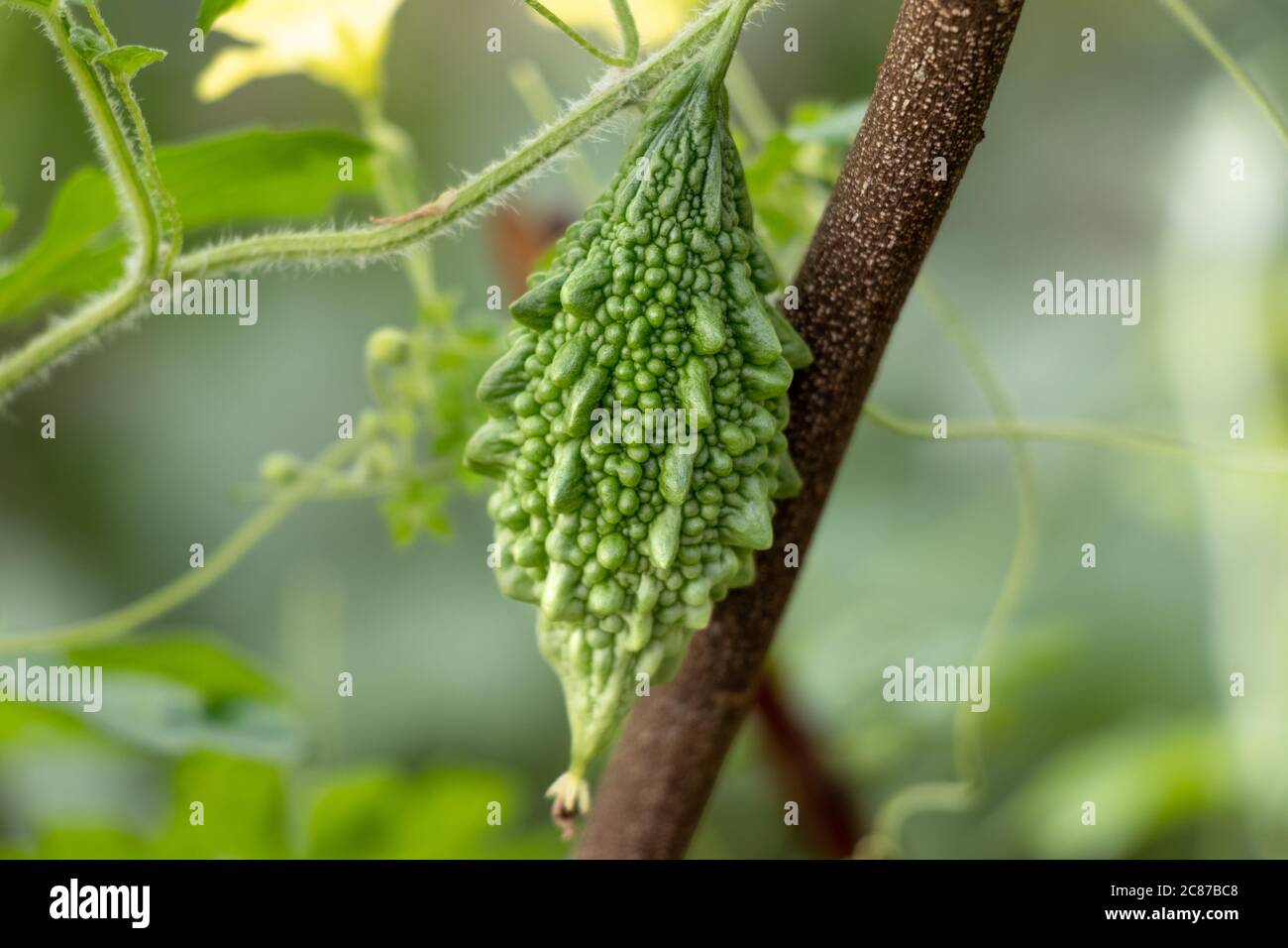 Bitter apple High Resolution Stock Photography and Images - Alamy
