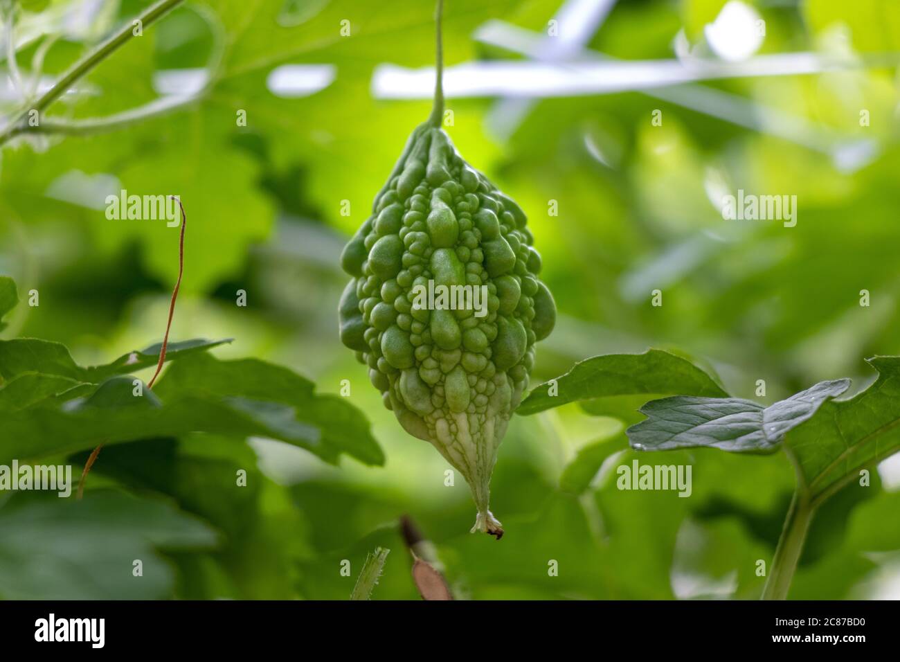 Bitter gourd leaf hi-res stock photography and images - Alamy