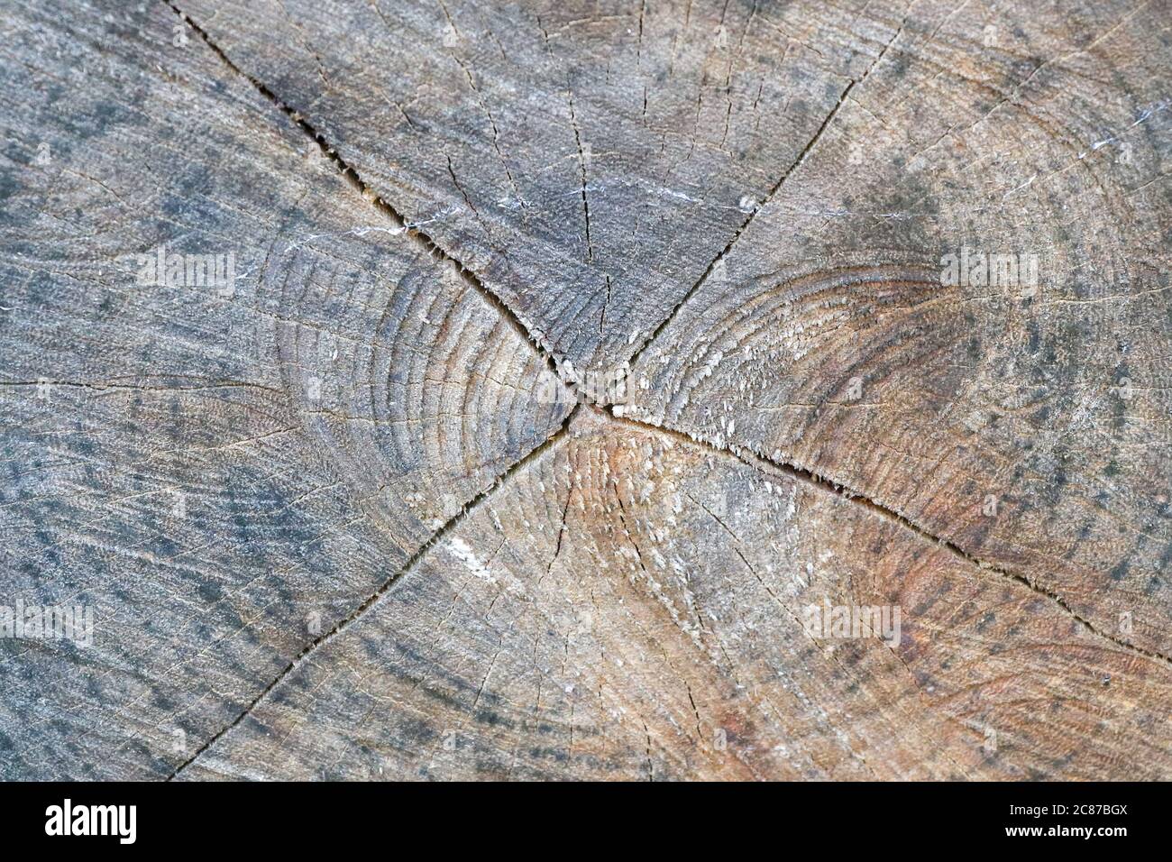 Tree trunk cross section hi-res stock photography and images - Alamy