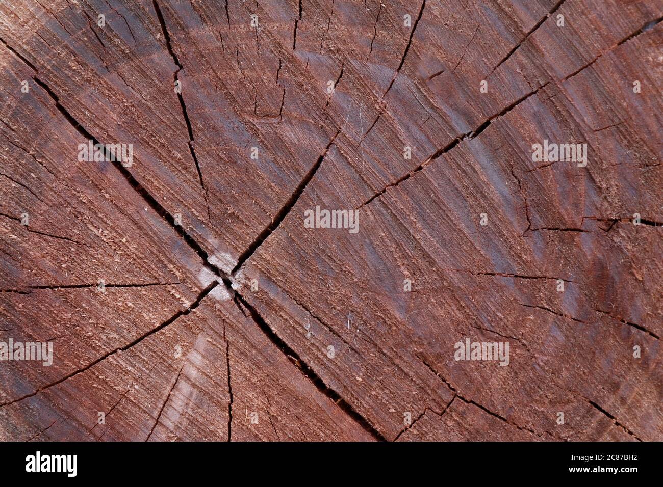 Tree cut wood pattern, ring inside tree trunk, cross section of cut old ...